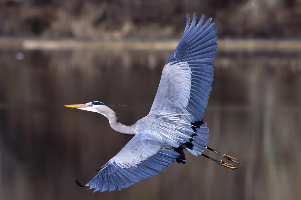 Lake County: A True Birder's Paradise | Lake County, CA