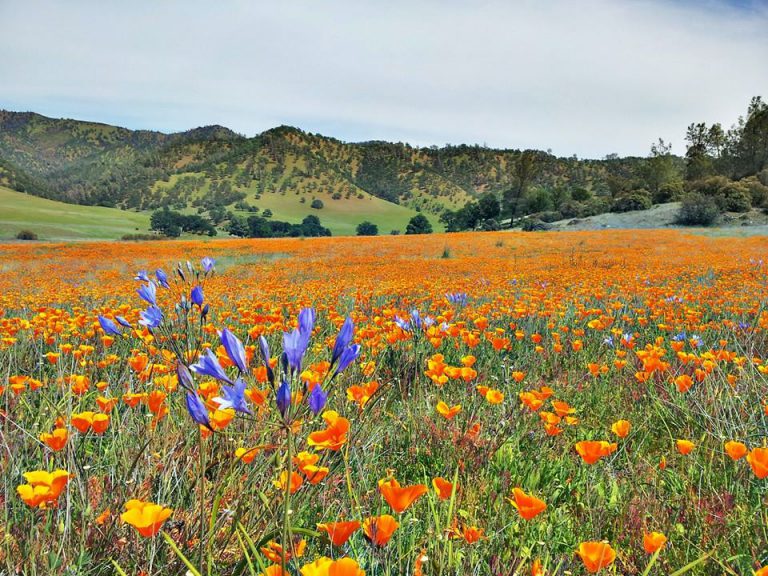Spring wildflowers in Lake County California are in full bloom.
