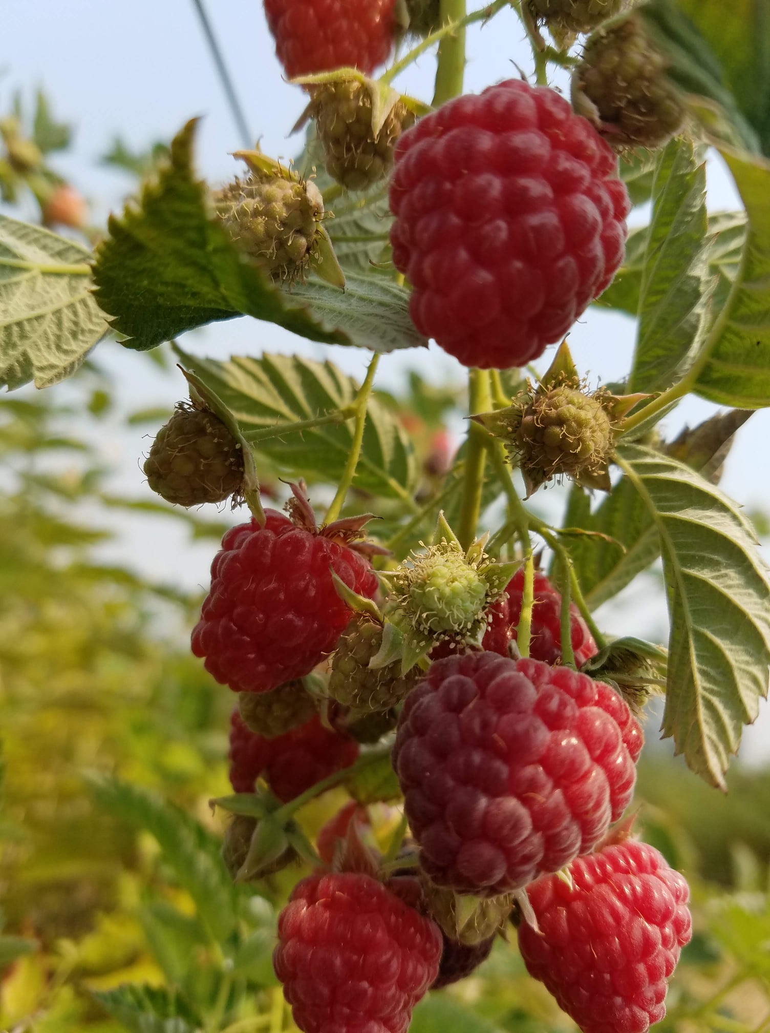 Start as Visitors, Leave as Friends: The Big Valley, Small Farms Tour ...
